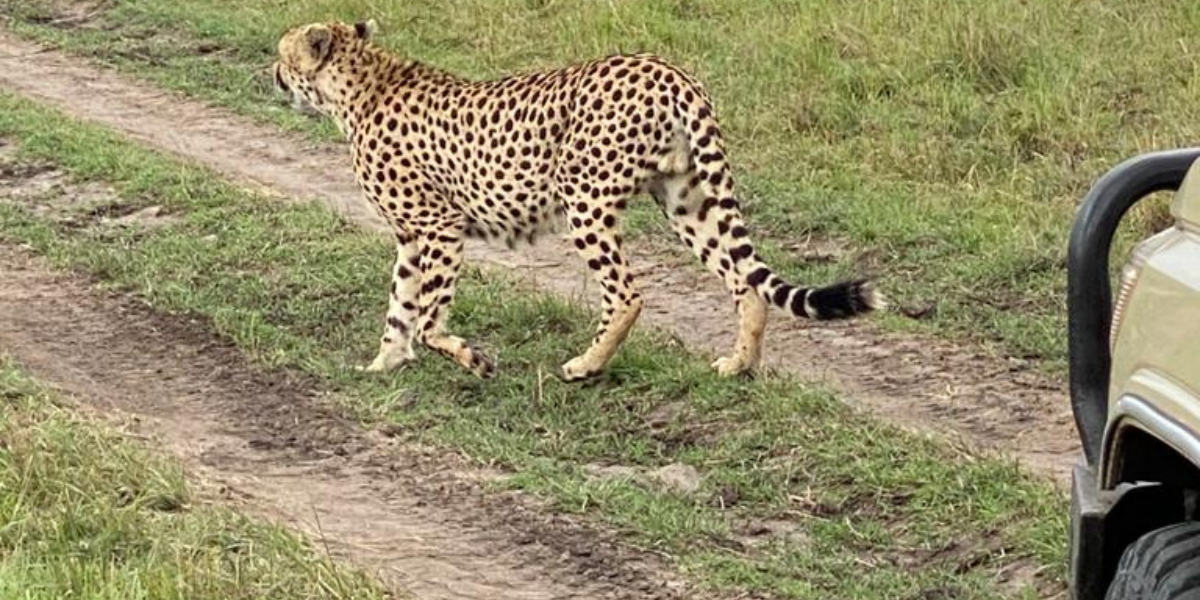 Maasai Mara Game Reserve-Luxury Lodges To Budget Camps